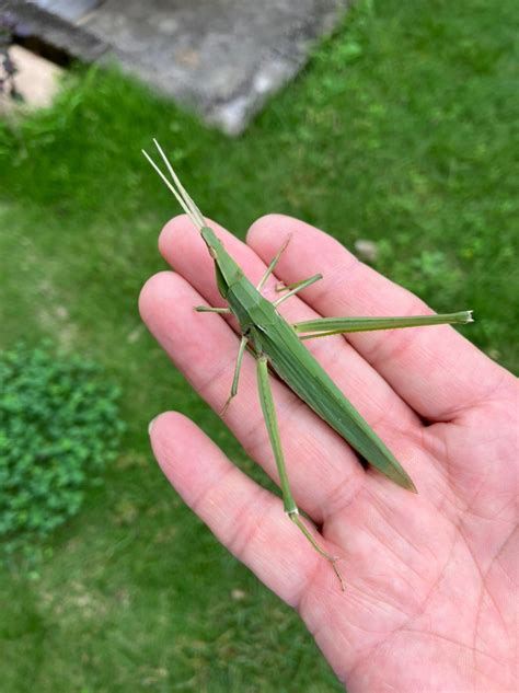 ショウリョウバッタくん Shunkunのブログ
