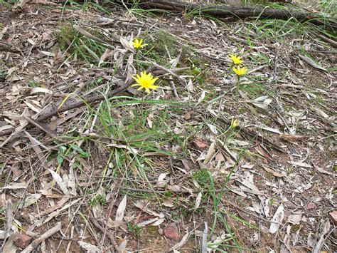 Yam Daisy City Of Onkaparinga