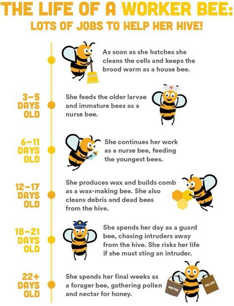 The Life Of A Worker Bee Info Sheet