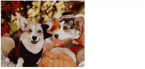 Magnifying Effect On Images Html Canvas Labex
