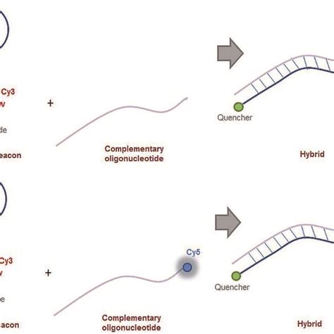 schematic representation of the detection strategies adopted for download scientific diagram