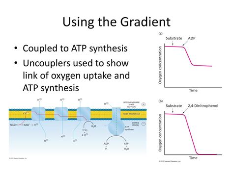 Ppt Electron Transport And Atp Synthesis Powerpoint Presentation Free Download Id 1838414