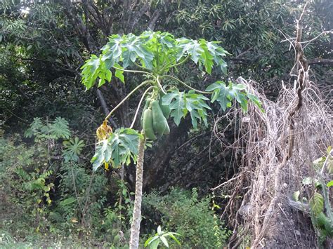 Mango Tree Natpacker