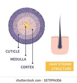 2 750 Scalp Structure Images Stock Photos Vectors Shutterstock