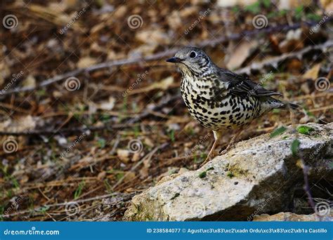 The Charlo Thrush Is A Bird Of The Passeriformes Order And Of The