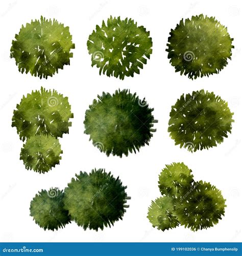 Watercolor Tree Top View Stock Photo Image Of Isolated