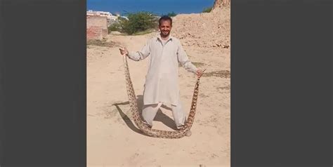 Kharian Man Captures 12 Foot Long Python