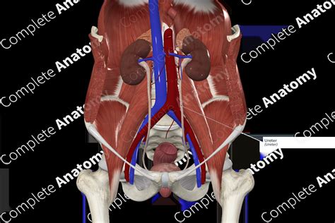 Ureter Complete Anatomy