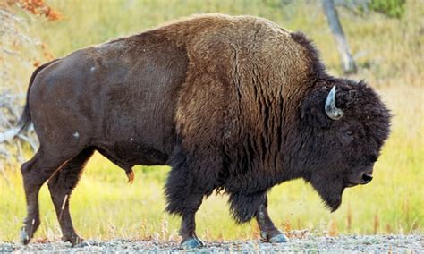 American Bison