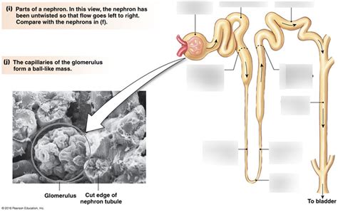 Module 20 Nephron Loop Labeling Diagram Quizlet