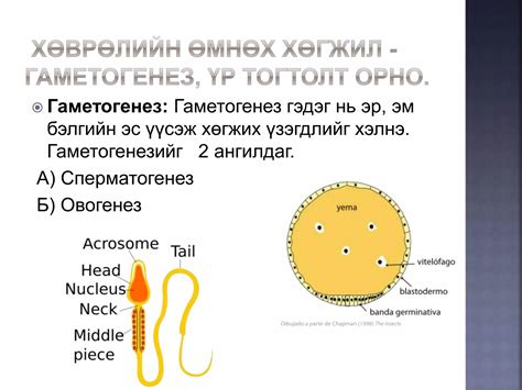 онтогенез нэгэн биеийн хөгжил Pptx