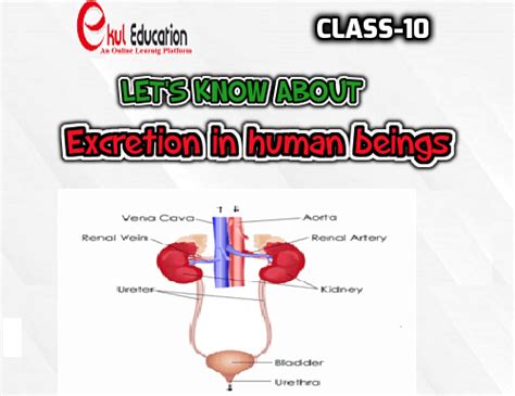 EXCRETION IN HUMAN BEINGS EKUL EDUCATION