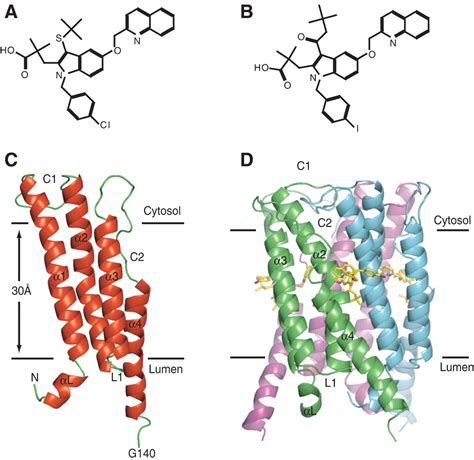 Crystal Structure Of Inhibitor Bound Human 5 Lipoxygenase Activating Protein Science
