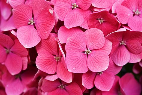 핑크색 수국 꽃다발 고해상 꽃 분홍색 배경 일러스트 및 사진 무료 다운로드 Pngtree