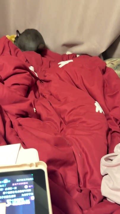 冷知识：兔子还想要被摸🐰就会这样抬头 椰奶真的是小狗🐰🐰兔叽兔叽 它真的好像个小宝宝 萌到爆炸了💥 粘人精 萌宠出道计划 Youtube