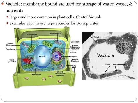Chapter 7 Cell Structure And Function Ppt Download