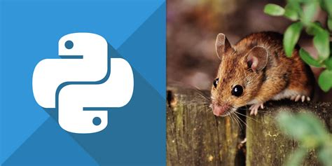 Python Simpleitk 影像處理教學：allen Mouse Brain Atlas 老鼠標準腦 Office 指南