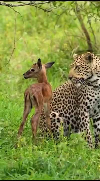 Ca Devendra Bhagat On Linkedin Be Sensible Protect The Weaker A Big Learning From Wild Life