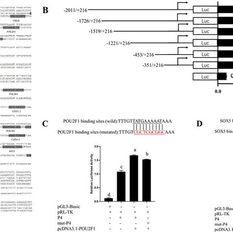 Results Of Putative Cis Acting Elements Prediction And Point Mutation Download Scientific