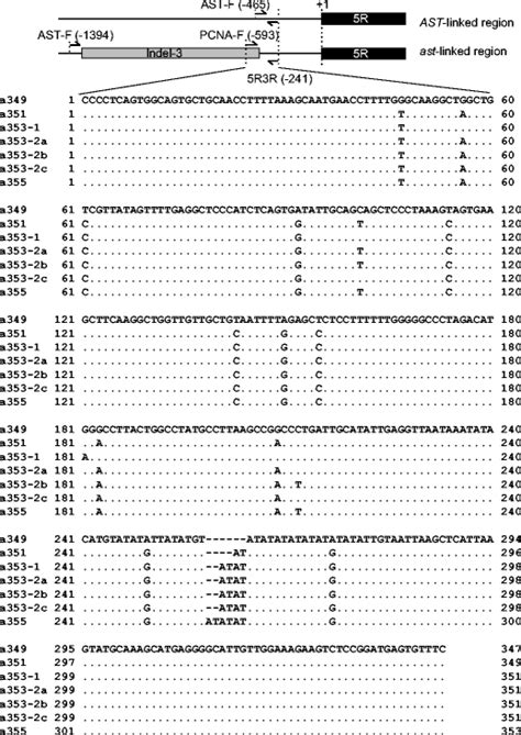 Schematic Representation Of The Ast And Ast Allele Linked Regions