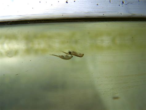 Shrimp Sex Brine Shrimp Doing It These Shrimp Have 2 Me Flickr