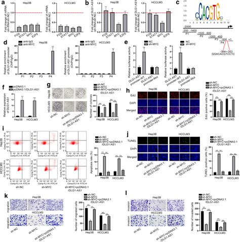 Myc Activates Dlg1 As1 Transcription To Boost Hcc Cell Proliferation Download Scientific