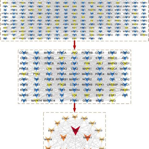 Protein Protein Interaction Mapping And Corresponding Subnetwork Graph