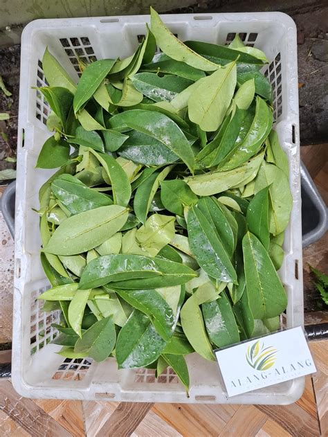 Daun Sirsak Annona Muricata Soursop Dried Leaves Etsy
