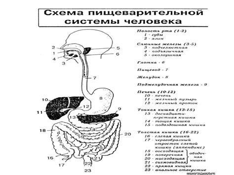 Схема пищеварительной системы человека презентация онлайн