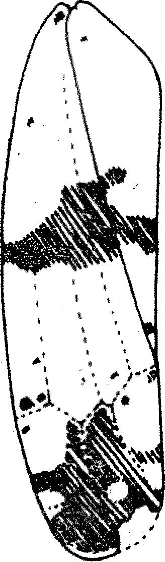 Taxonpages World Auchenorrhyncha Database Limassolla Limassolla