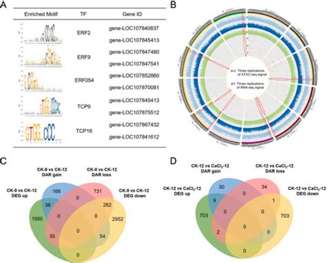 Atac Rna Seq揭秘植物领域的基因表观遗传调控！ 知乎