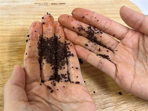 손에 커피 가루를 발라 보세요 강력한 효과에 모두가 놀랍니다 텐꿀팁