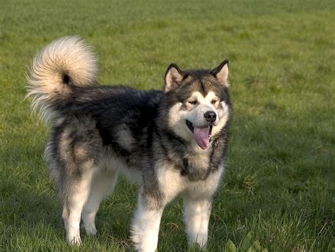 阿拉加斯犬图大山谷图库