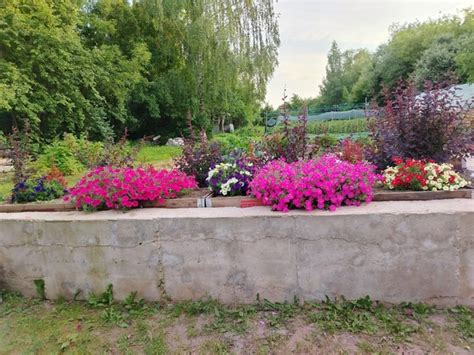 #Клумба на подпорной стенке. Миксы из петуний Опера. Между ними Тайдал ...