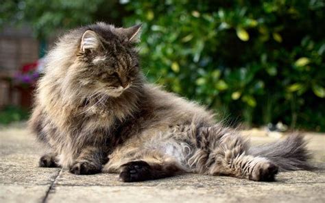 Кот лезет на стол 98 фото