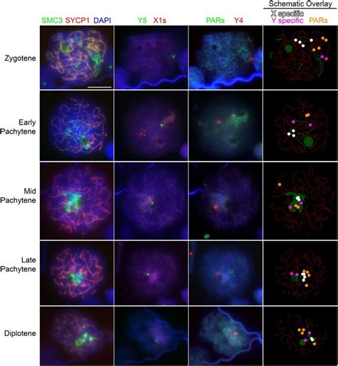 Sex Chromosome Localisation During Prophase I Four X 1 Probes A Y 5 Download Scientific