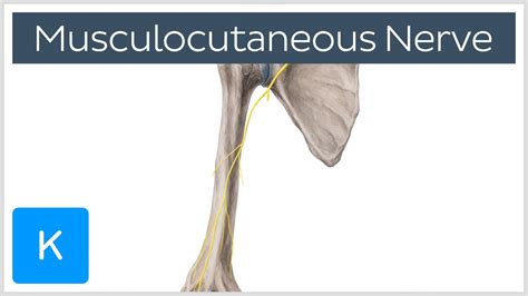 Musculocutaneous Nerve Wikipedia