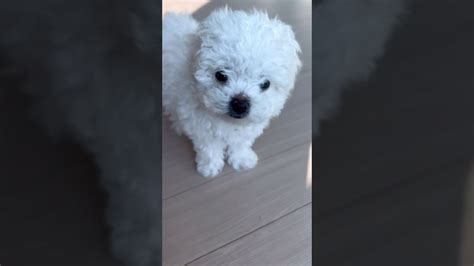 강아지이름 다르게 불러도 올까구름이 팝콘으로 부르기강아지강아지이름 강아지교육 Youtube