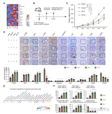 Cell Metab 邵志敏 江一舟团队揭示三阴性乳腺癌铁死亡异质性 知乎