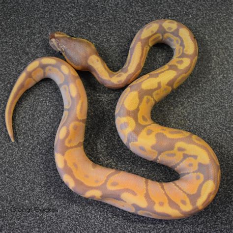 Royal Python Banana GLRPB GlobalGeckos Co Uk