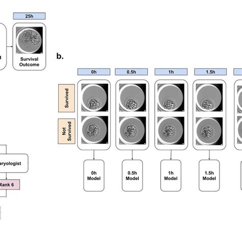 Schematic Of The Task Model Training And Inference A The Task Was