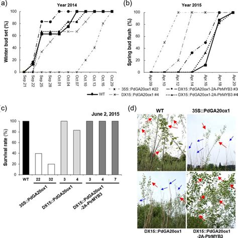 Leaf Growth Of Transgenic Poplar Plants Grown In An Lmo Field Leaf