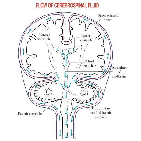 Cerebrospinal Fluid Flow