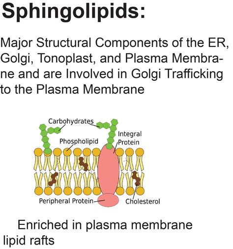 Plant Sphingolipid