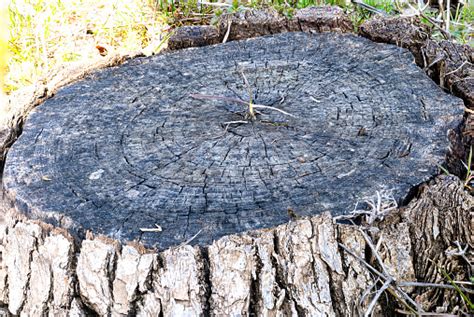나무 그루터기가 자라는 작은 식물이 있는 매크로 사진 그루터기에는 오래된 나무의 전형적인 균열과 질감이 있습니다 그루터기 중앙에서 얇은 잎을 가진 작은 식물이 자라며 재생과