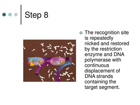 Ppt Strand Displacement Amplification Powerpoint Presentation Free Download Id 267461