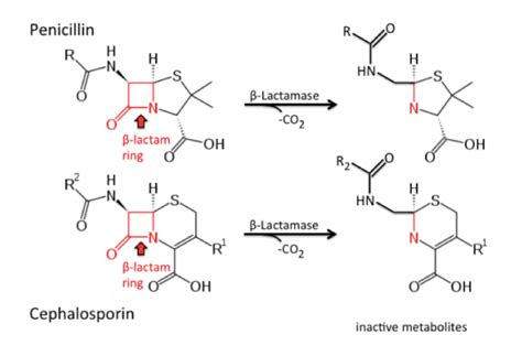 Beta Lactam Antibiotic Classification