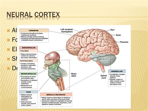 PPT Unit 7 The Nervous System PowerPoint Presentation Free Download ID 4297722