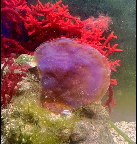 Blue Scroll Algae Padina Sp Saltwater Marine Macroalgae Plant For Sale Mosaicmacros