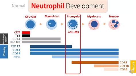 Immunophenotyping Of Acute Leukemia Part 2 Pdf